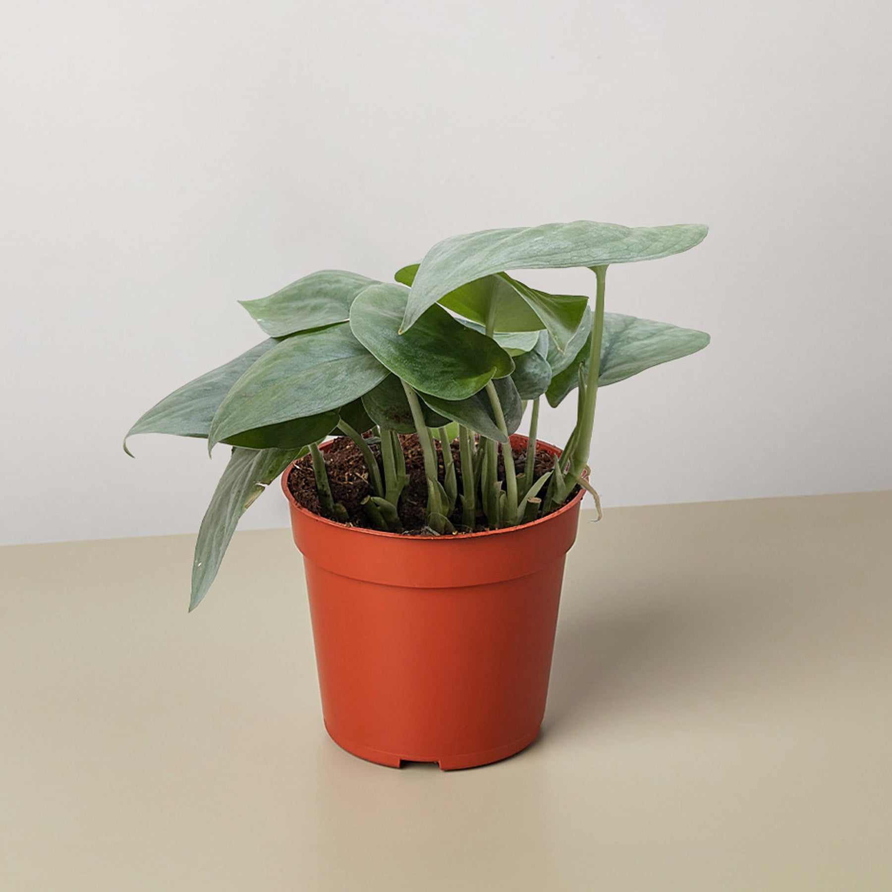 Scindapsus Platinum Java – Lola E. Bola's