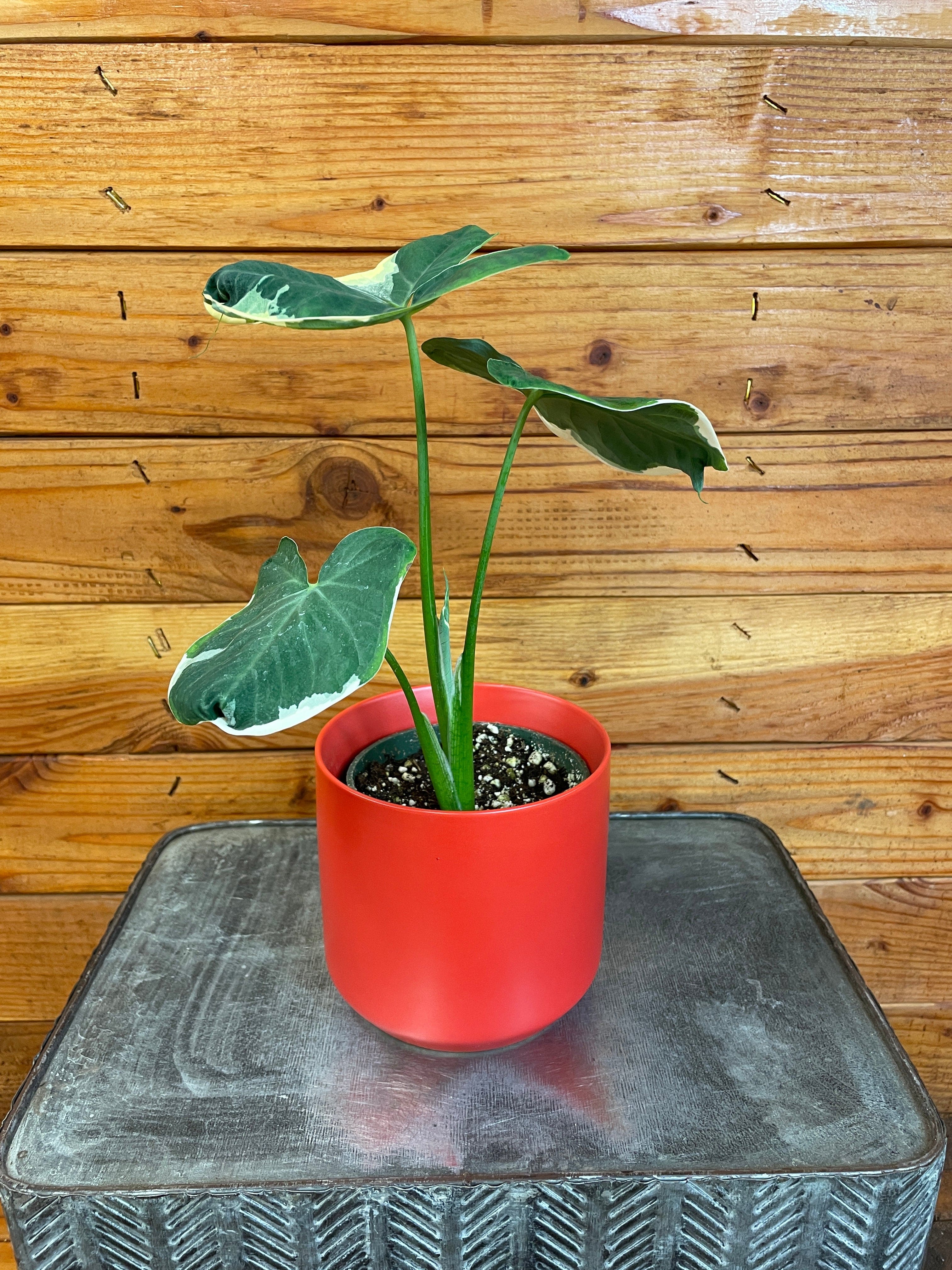 Alocasia Mickey Mouse, 4" Plant – Lola E. Bola's