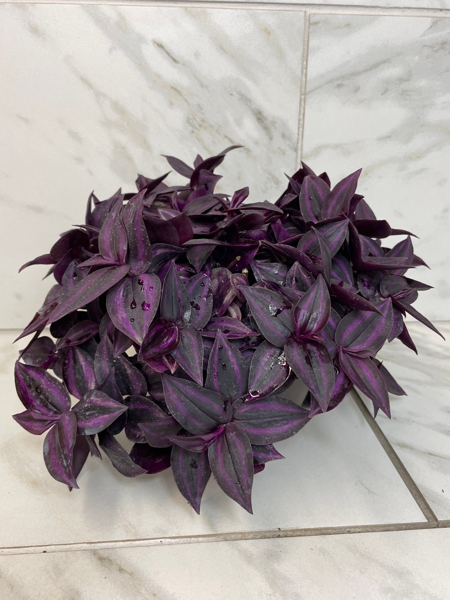 Tradescantia Zebrina Red Mini, 6" Plant – Lola E. Bola's